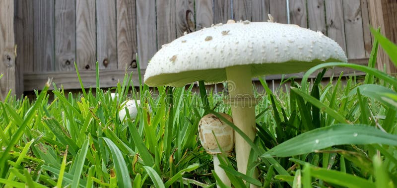 Large White Mushrooms Growing in Green Grass Yard Stock Image - Image ...