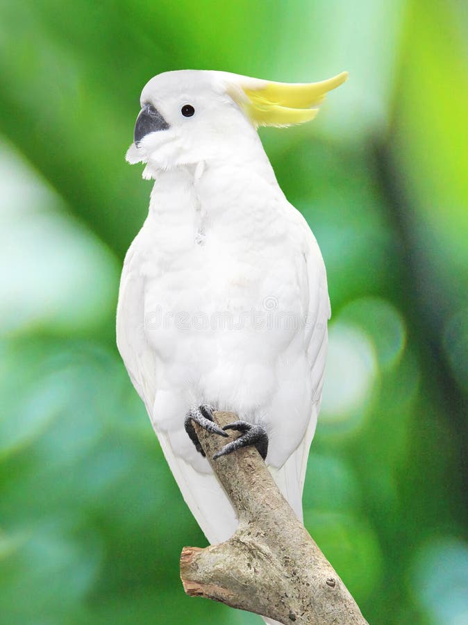 African grey parrot stock photo. Image of grey, bird - 79616356
