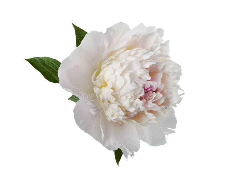Large White Peony on a White Background Stock Photo - Image of gentle ...