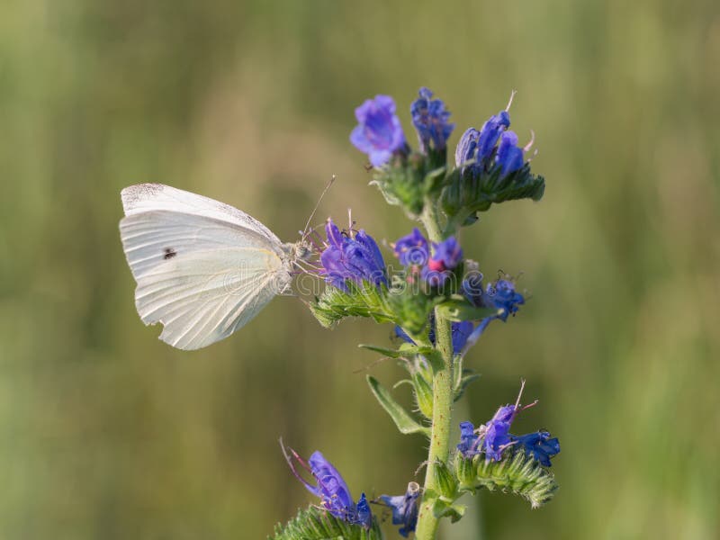 Large White - Pieris Brassicae Stock Photo - Image of outdoors, close ...