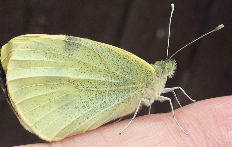 Large White Pieris Brassicae Stock Image - Image of insect, zoology ...