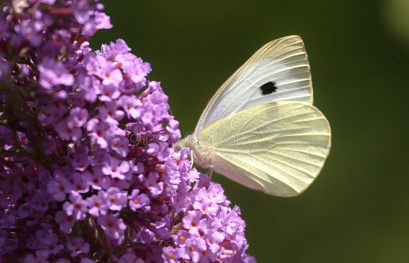 Large White Pieris Brassicae Stock Image - Image of pieris, wildlife ...