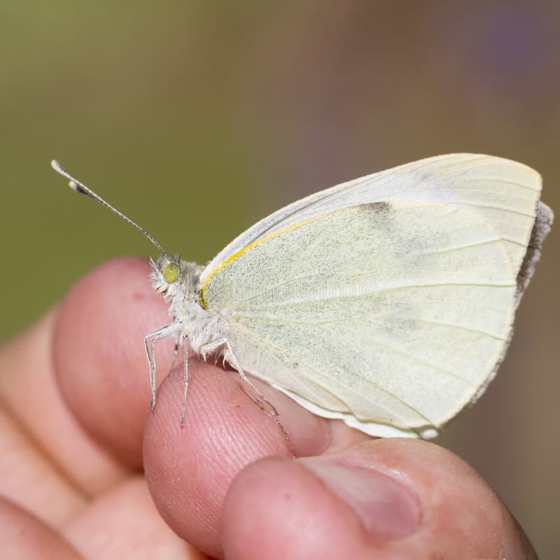 Large White , Pieris Brassicae Stock Photo - Image of brassicae, great ...