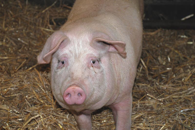 Large White pig stock photo. Image of enclosure, rare - 11996962