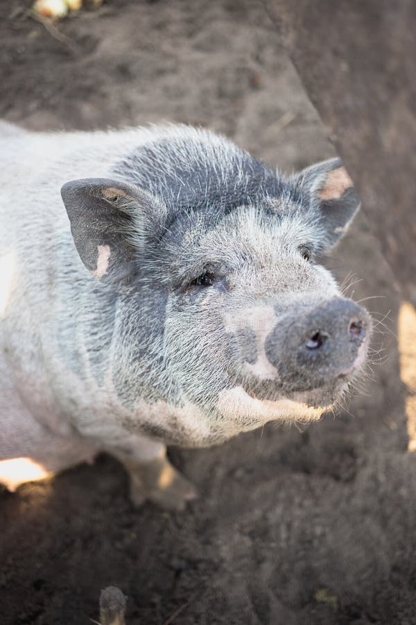 A large white pig stock image. Image of agriculture, domestic - 98764567
