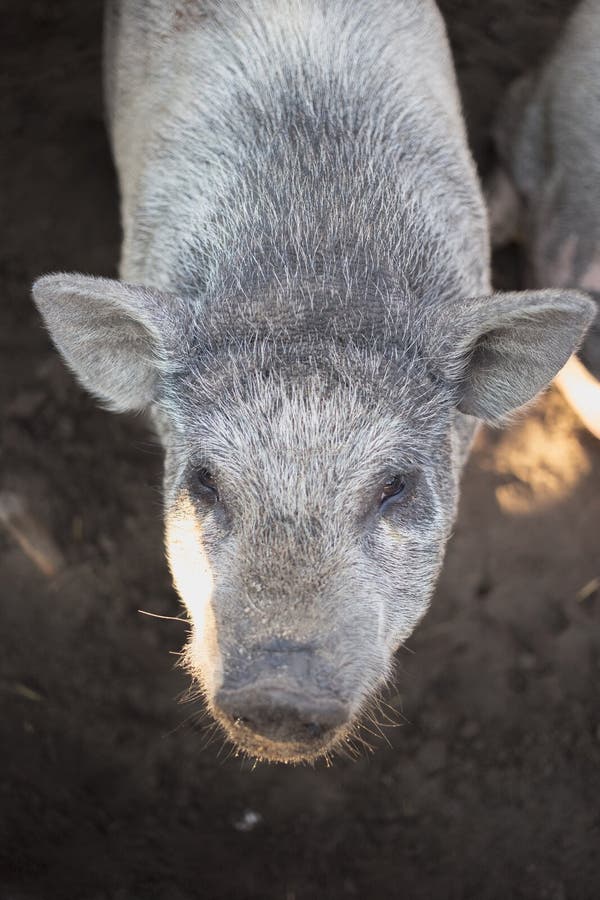 A large white pig stock photo. Image of head, face, large - 98889890
