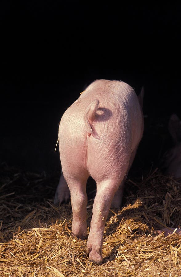 LARGE WHITE PIG, PIGGLET SHOWING Stock Photo - Image of baby, large ...