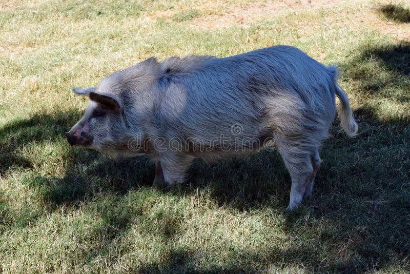 Large White Pig Standing on Grass Stock Photo - Image of modified ...