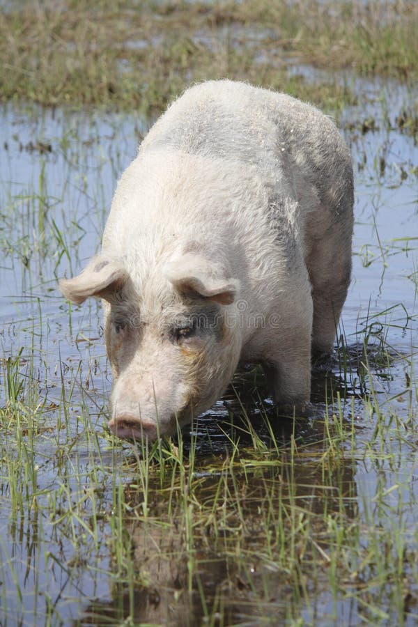 Large White Pig stock photo. Image of feeding, breed - 30706244