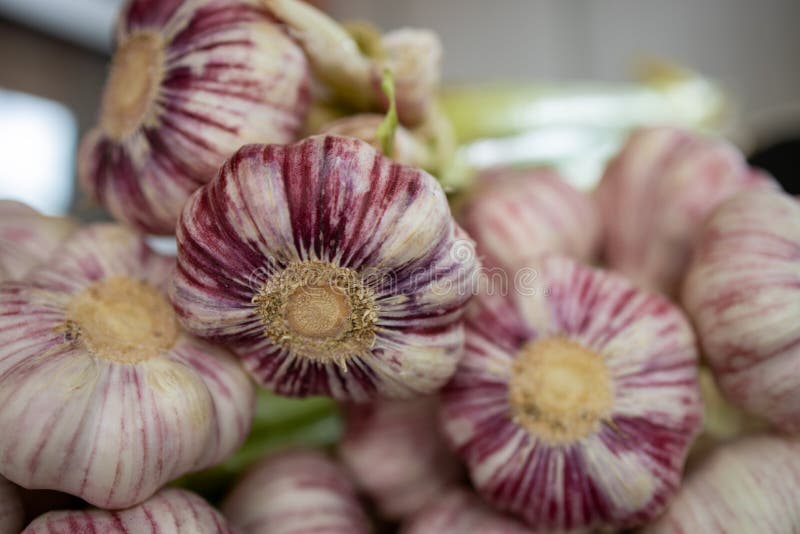 Of Large White-purple Garlic Stock Photo - Image of health, botany ...