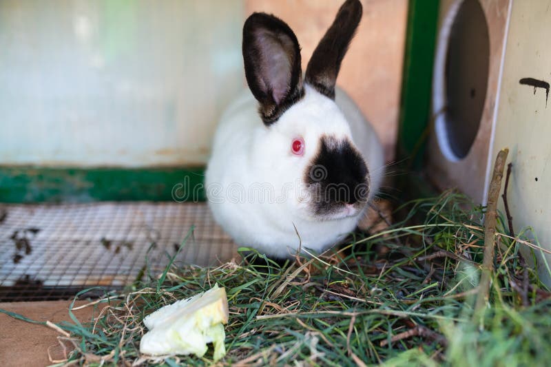 A Large White Rabbit with Black Ears, Paws and a Nose in the Caged ...