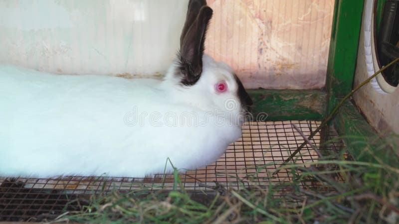 A Large White Rabbit with Black Ears, Paws and a Nose in the Caged ...