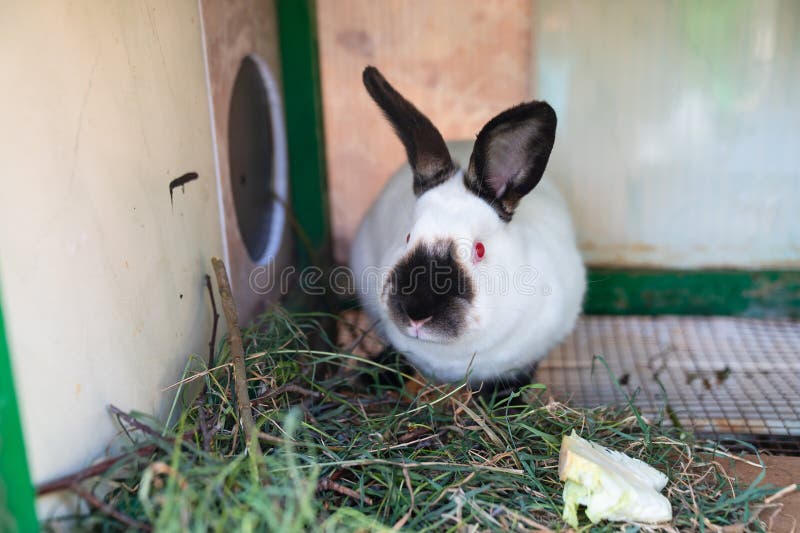 A Large White Rabbit with Black Ears, Paws and a Nose in the Caged ...