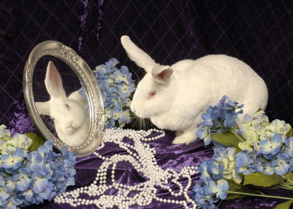 A Large White Rabbit with a Mirror Stock Image - Image of glamour ...