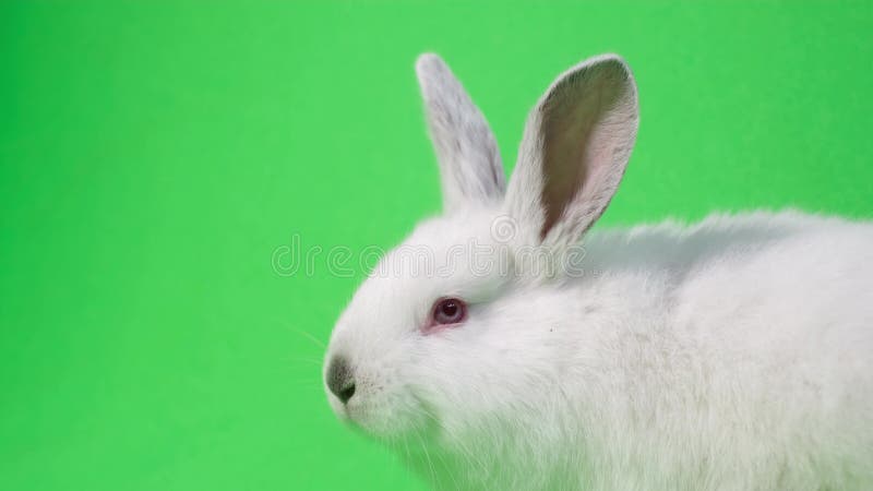 A Large White Rabbit Sits on the Side, Looks at the Camera and Sniffs ...