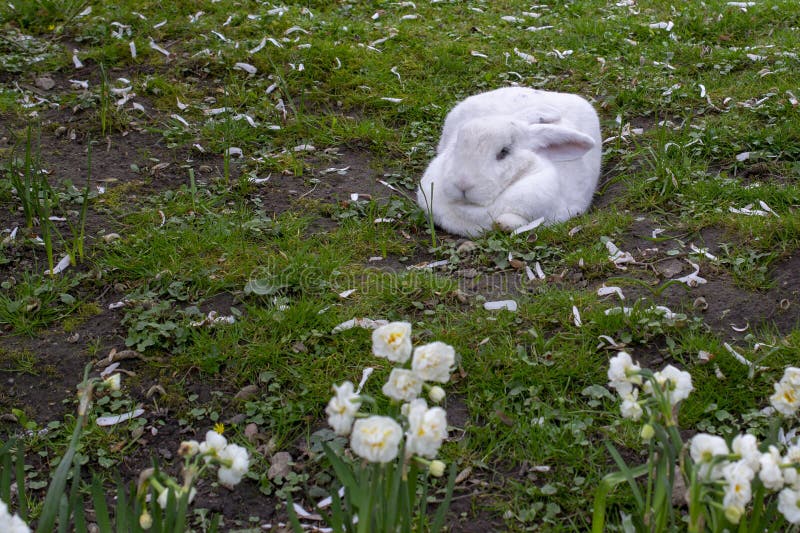 A Large White Rabbit is Sitting on the Grass. Stock Photo - Image of ...