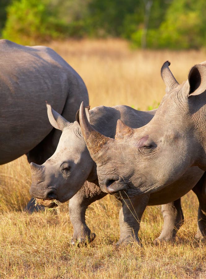 Two Large White Rhinoceros Mating Stock Image - Image of environment ...