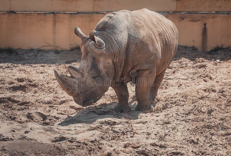 Large White Rhinoceros Standing in an Enclosure of Sand. Stock Image ...