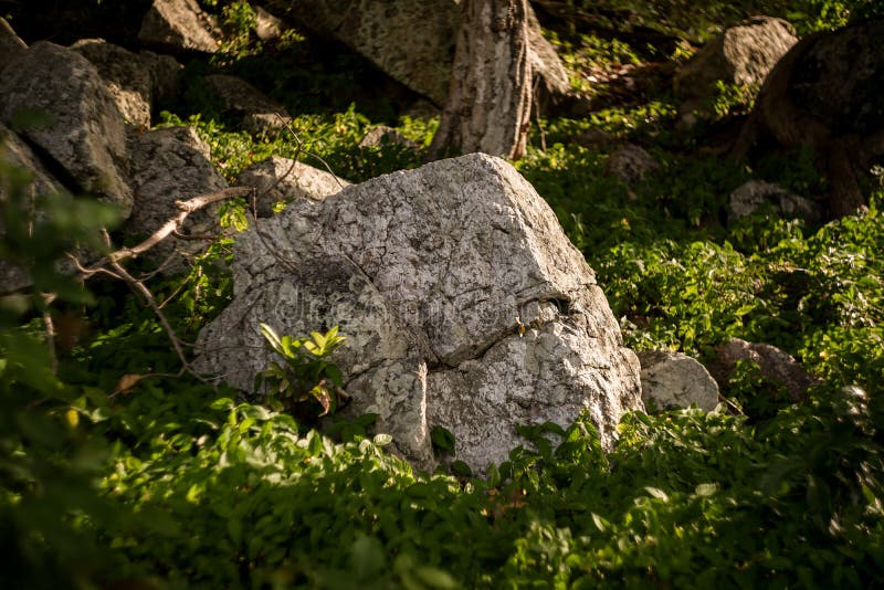 Large White Rock in the Green Forest Stock Image - Image of large ...