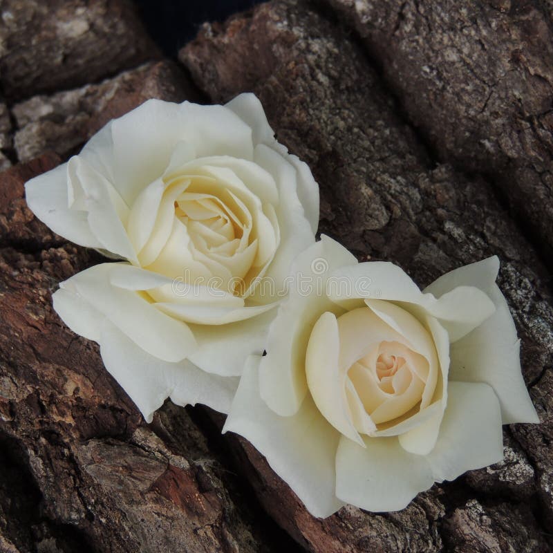 Large White Rose on a Background of Tree Bark Stock Image - Image of ...