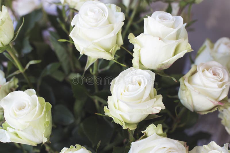 Large White Roses in a Bouquet. Concept of Selling Flowers Stock Image ...