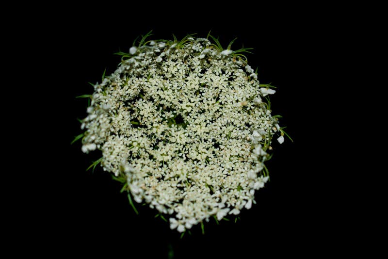 Large, White, Round Flower, Photographed at Night, on a Dark Background ...