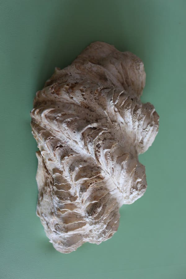 Large white sea shell stock image. Image of travel, waves - 114059513