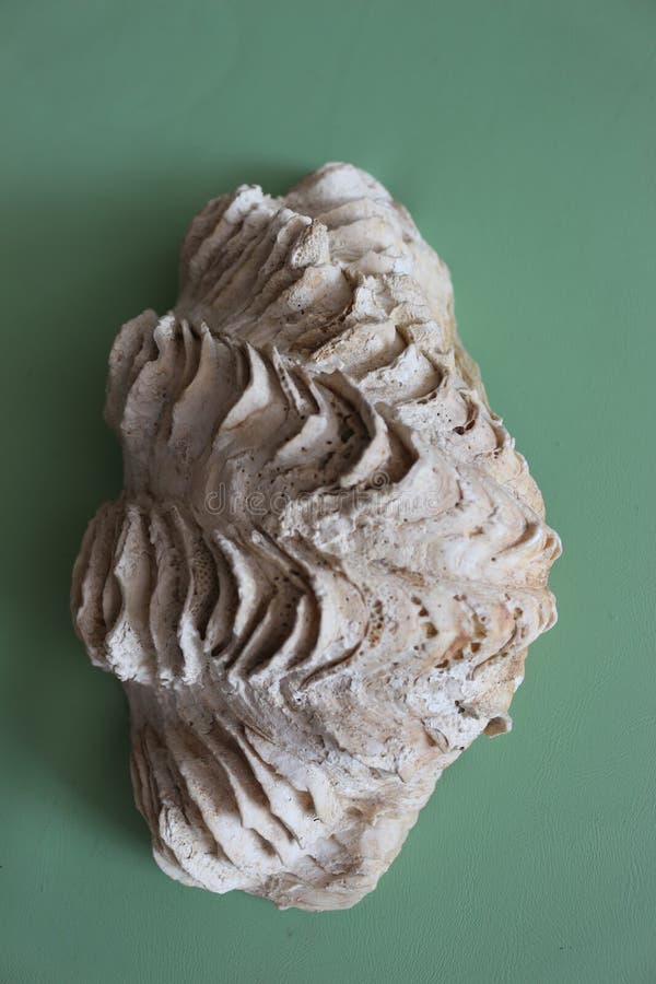 Large white sea shell stock photo. Image of shell, resembles - 114059586