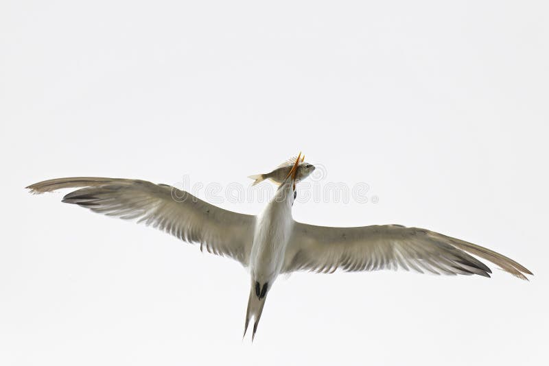 A Royal Tern in Flight with a Fish in Its Beak. Stock Image - Image of ...