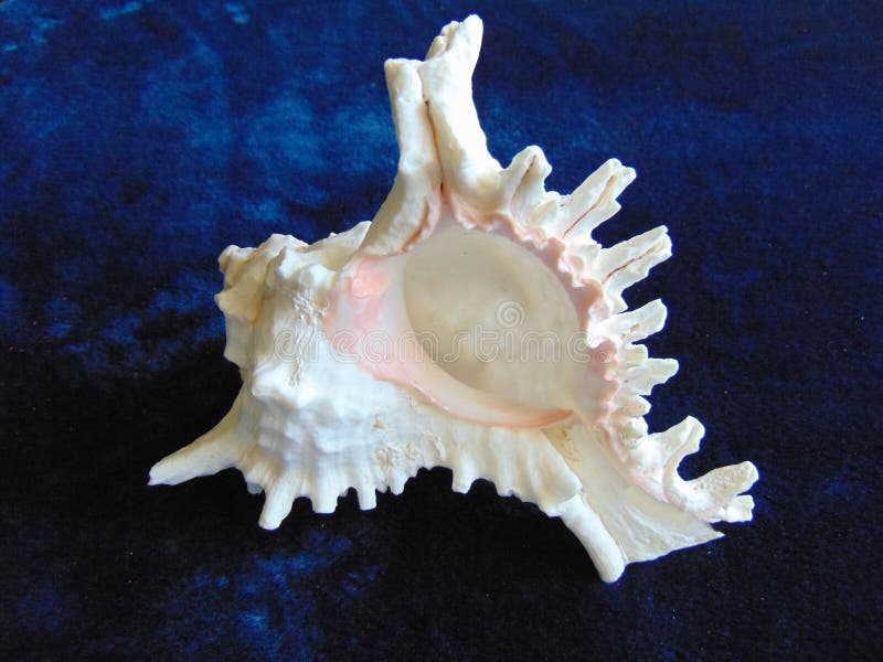 Large White Seashell on a Blue Background Stock Photo - Image of ...