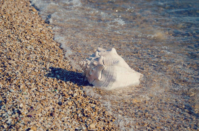 Large White Seashell on the Seashore Stock Image - Image of seashore ...