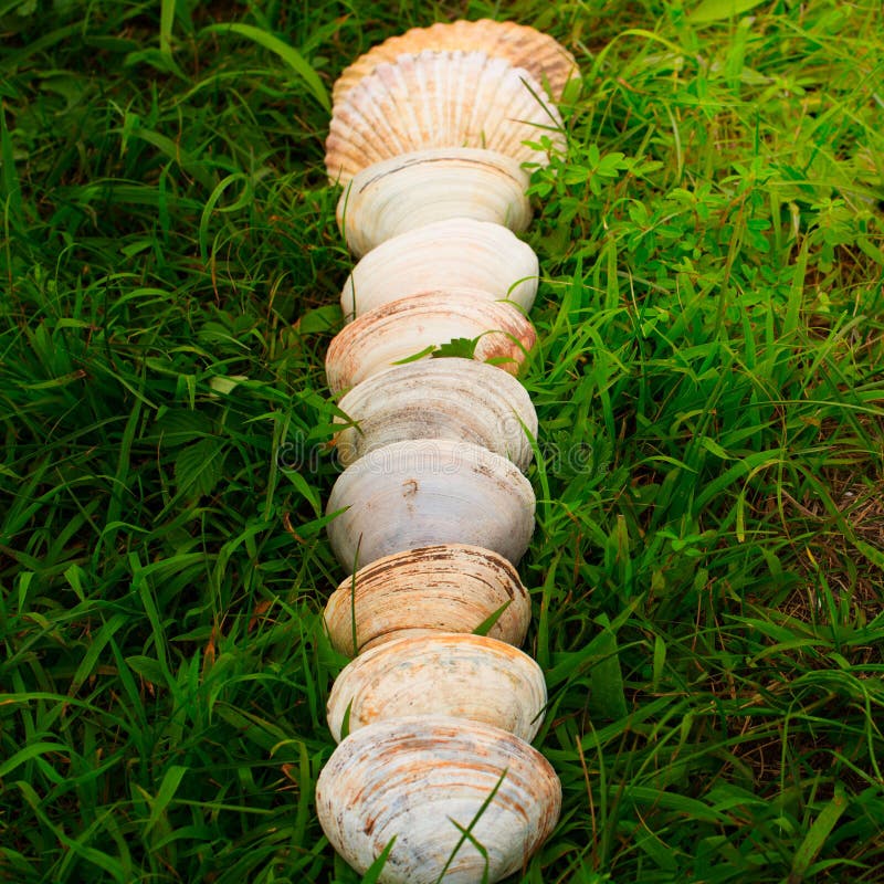 Large White Shells on a Background of Green Grass. Stock Image - Image ...