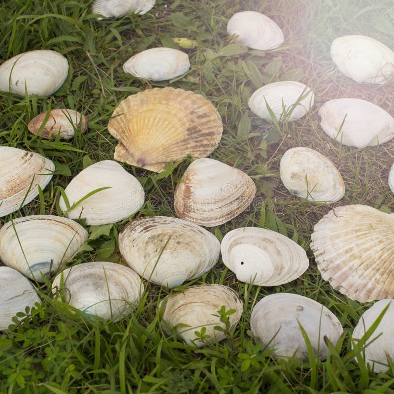 Large White Shells on a Background of Green Grass. Stock Photo - Image ...