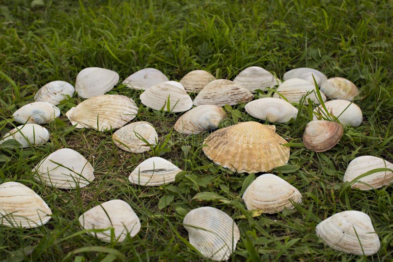 Large White Shells on a Background of Green Grass. Stock Image - Image ...