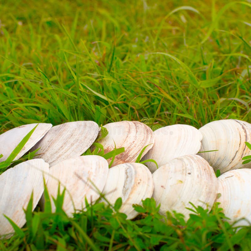Large White Shells on a Background of Green Grass. Stock Photo - Image ...