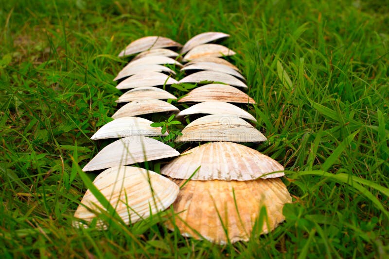 Large White Shells on a Background of Green Grass. Stock Image - Image ...