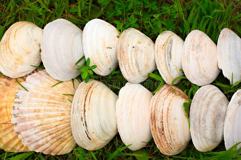 Large White Shells on a Background of Green Grass. Stock Photo - Image ...