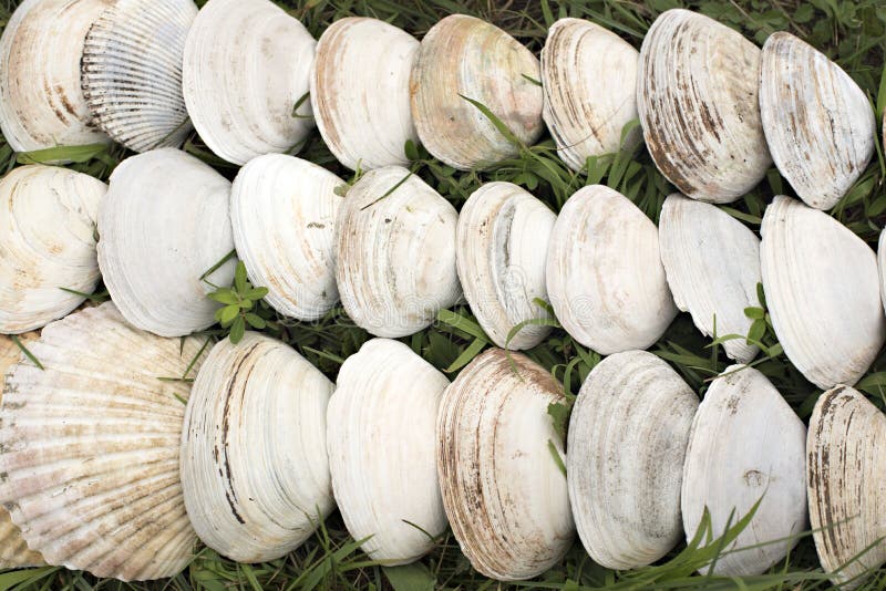 Large White Shells on a Background of Green Grass. Stock Photo - Image ...