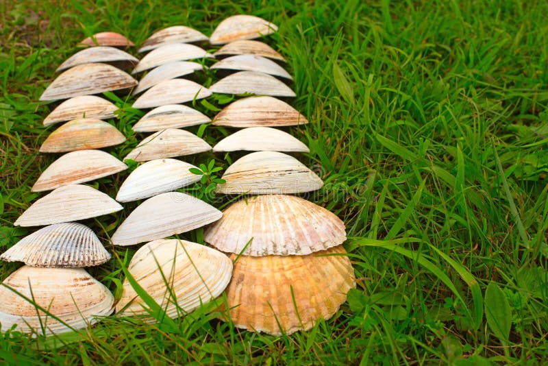 Large White Shells on a Background of Green Grass. Stock Image - Image ...