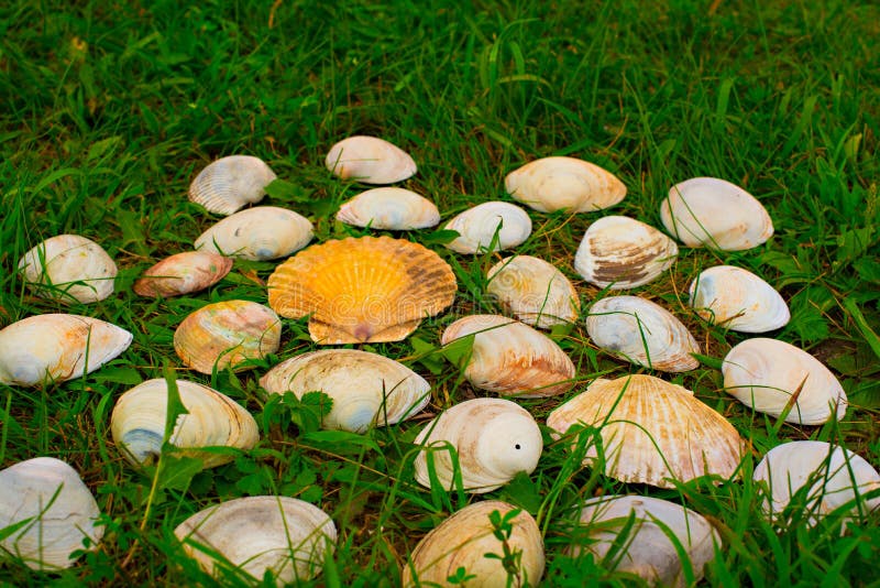 Large White Shells on a Background of Green Grass. Stock Image - Image ...