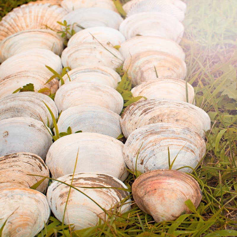 Large White Shells on a Background of Green Grass. Stock Photo - Image ...