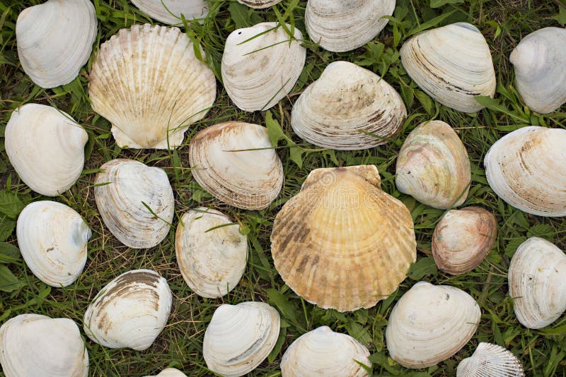 Large White Shells on a Background of Green Grass. Stock Photo - Image ...