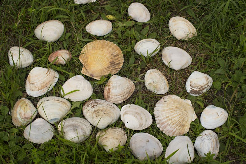 Large White Shells on a Background of Green Grass. Stock Photo - Image ...