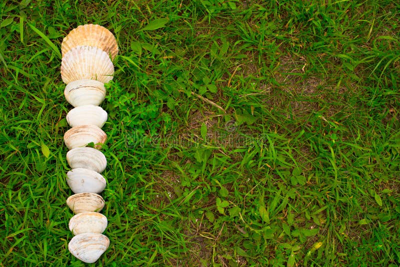 Large White Shells on a Background of Green Grass. Stock Photo - Image ...