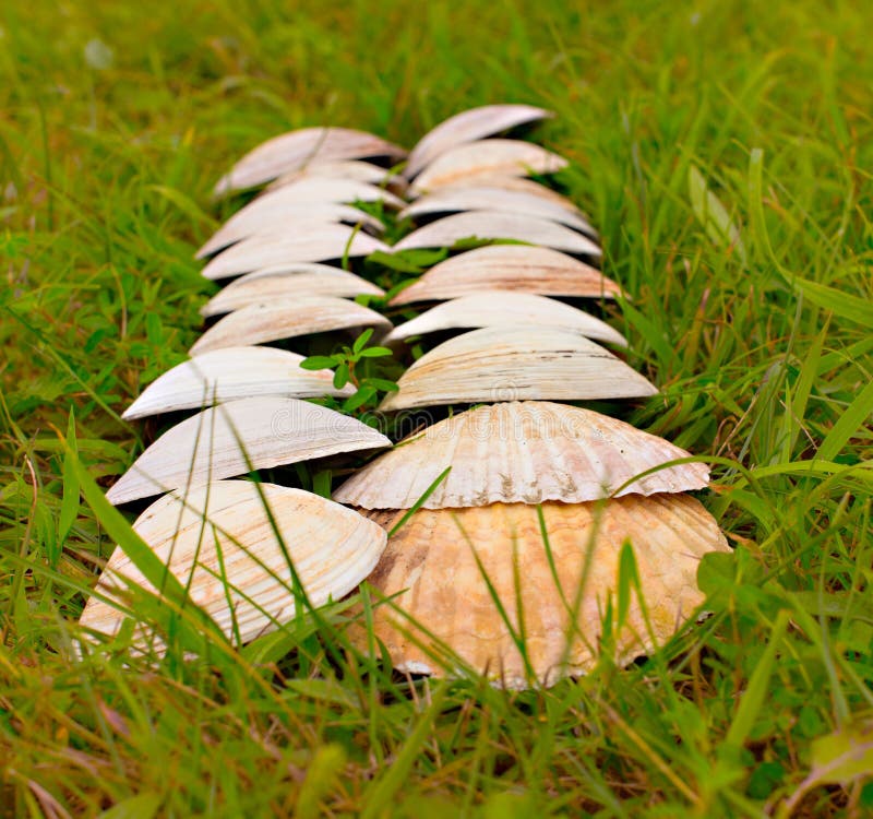 Large White Shells on a Background of Green Grass. Stock Photo - Image ...