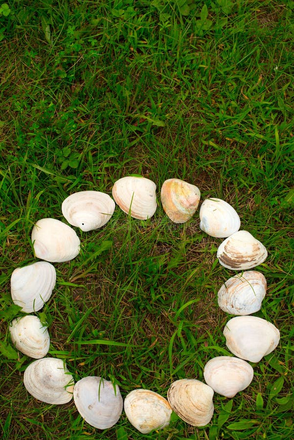 Large White Shells on a Background of Green Grass. Stock Photo - Image ...