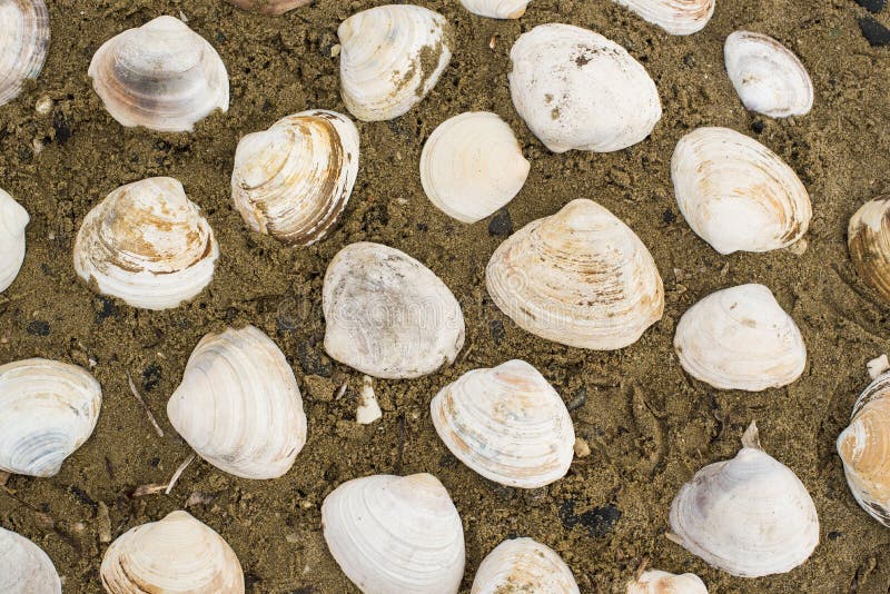 Large White Shells on a Background of Sea Sand. Stock Image - Image of ...