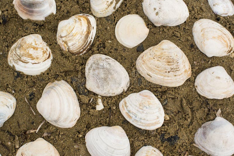 Large White Shells on a Background of Sea Sand. Stock Photo - Image of ...