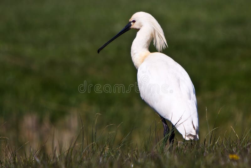 White Spoonbill Eating Fish and Drinking Water Stock Photo - Image of ...