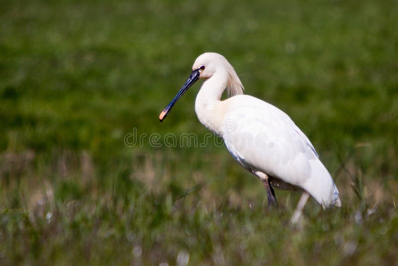 White Spoonbill Eating Fish and Drinking Water Stock Photo - Image of ...